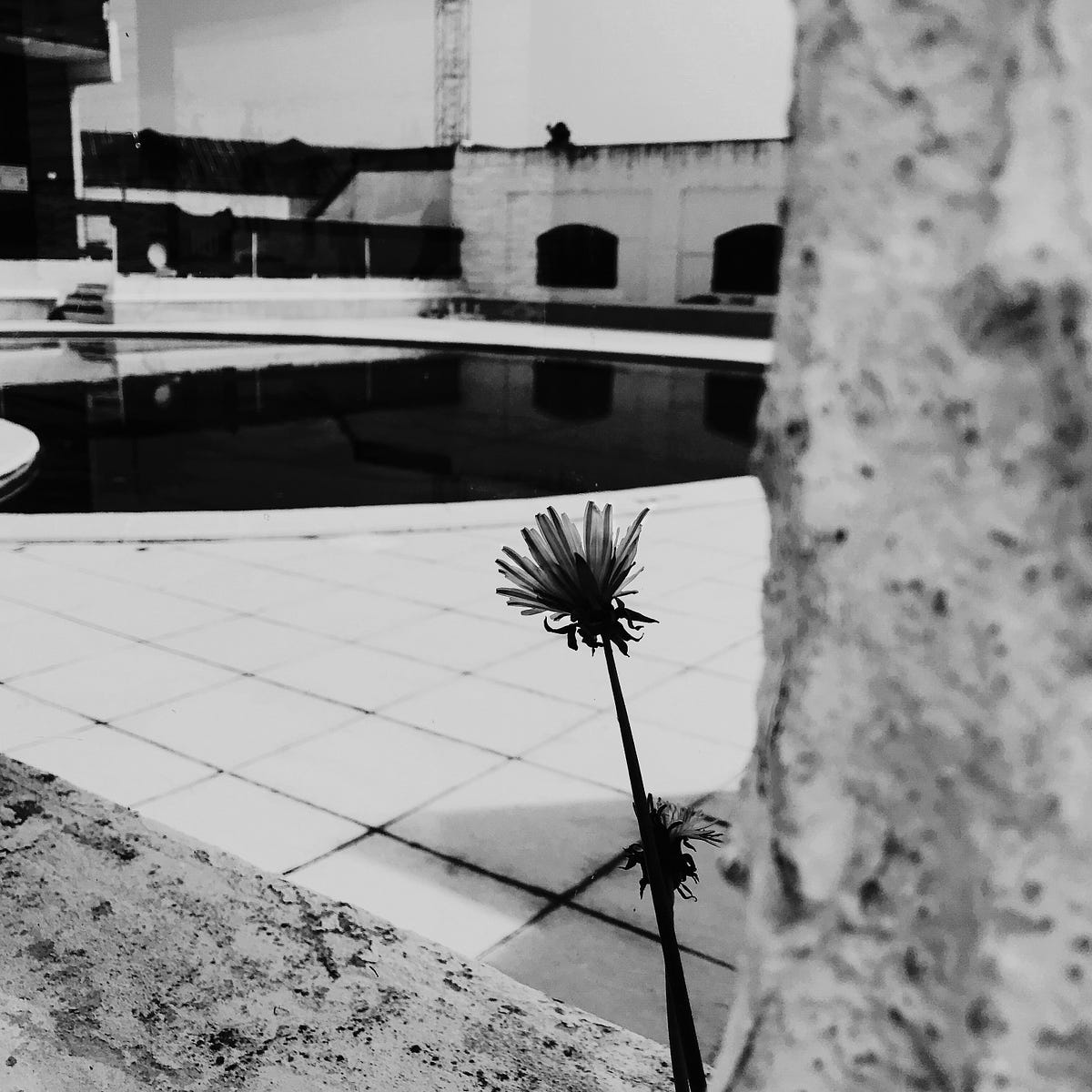 The Dandelions are Winning. Metaphor for time | by Maria Sokolowska ...