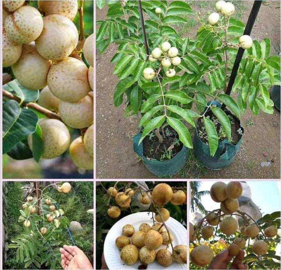 Kelengkeng Matalada Super Berbunga Karangasem Berkualitas | by farzan ...