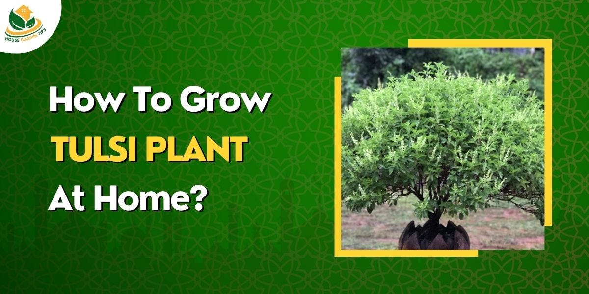 How to Grow Tulasi Plant at Home? - House Garden Tips - Medium