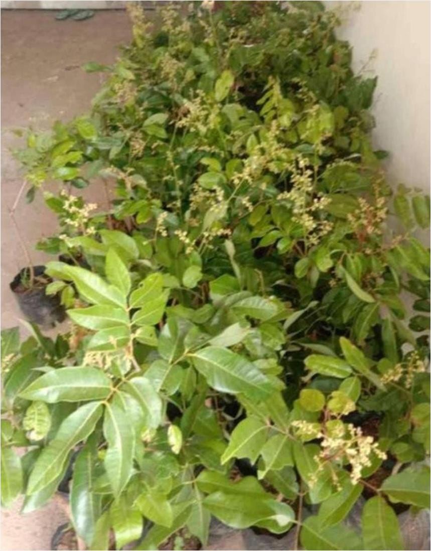 Kelengkeng Matalada Super Berbunga Boyolali | by Jogokaryo Gardener ...