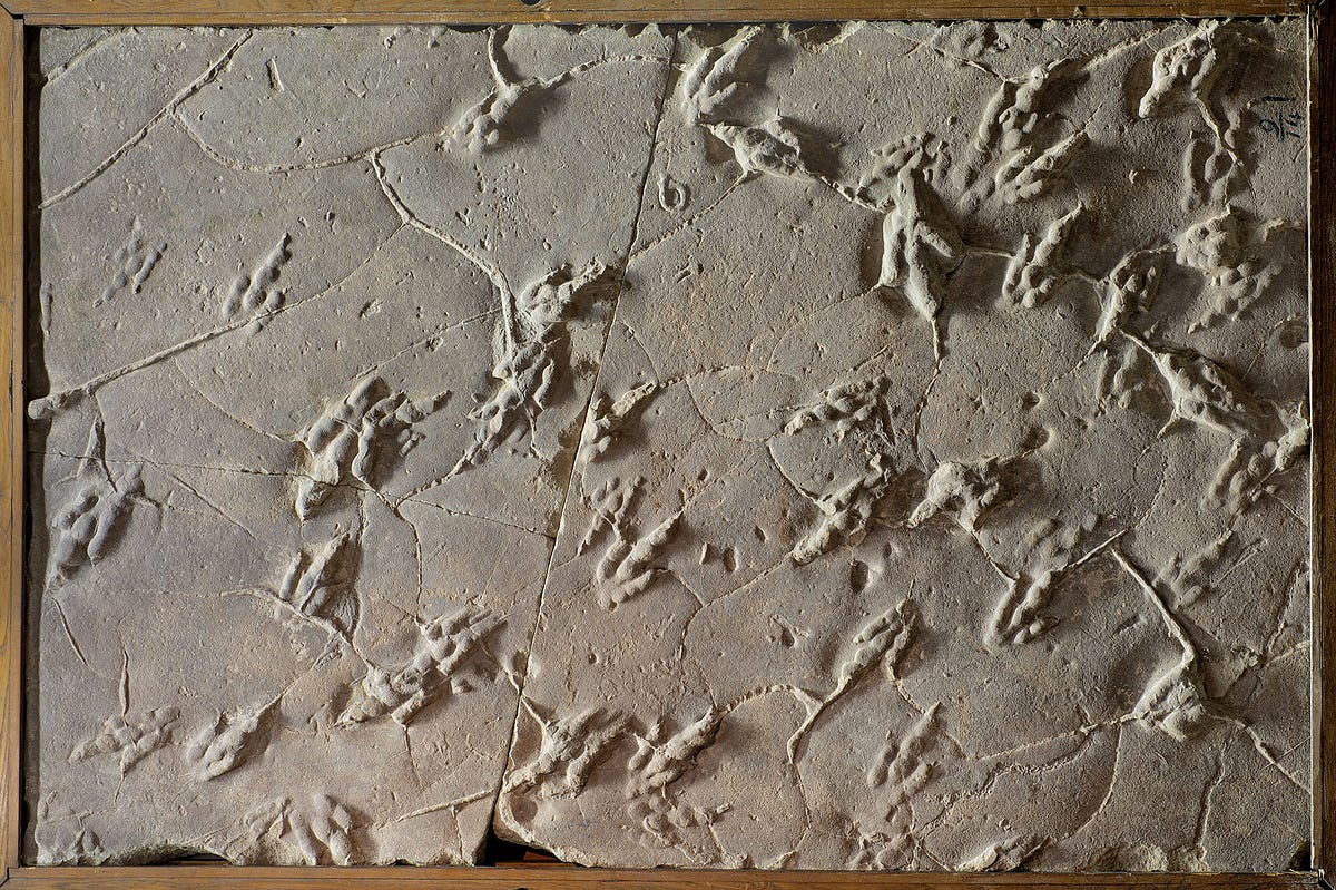 A Symphony of Dinosaurs. Tracks slanting toward transformation | by ...
