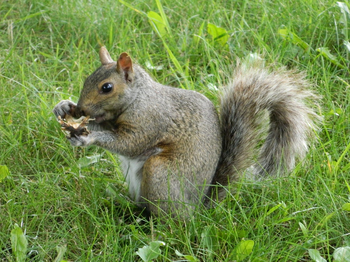 Three Scurrying Squirrels and Two Squished Skunks | by Barb Dalton ...