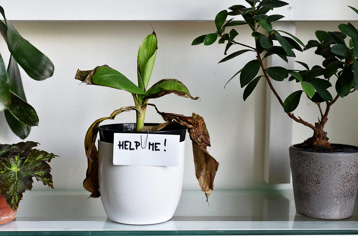 Plant Problem Identifier: My Experience Reviving a Struggling Plant ...