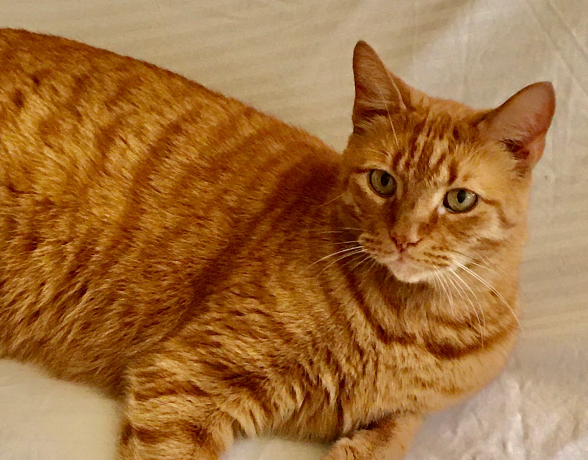 A Tribute to Buddy Cat — RIP. The Three B’s are now two | by Deborah ...