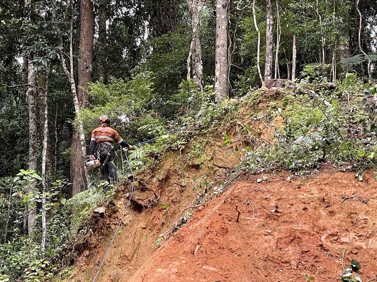Firebreak Clearing Brisbane | Dynamic Tree Solutions | by Dynamic Tree Solutions | Mar, 2024 ...