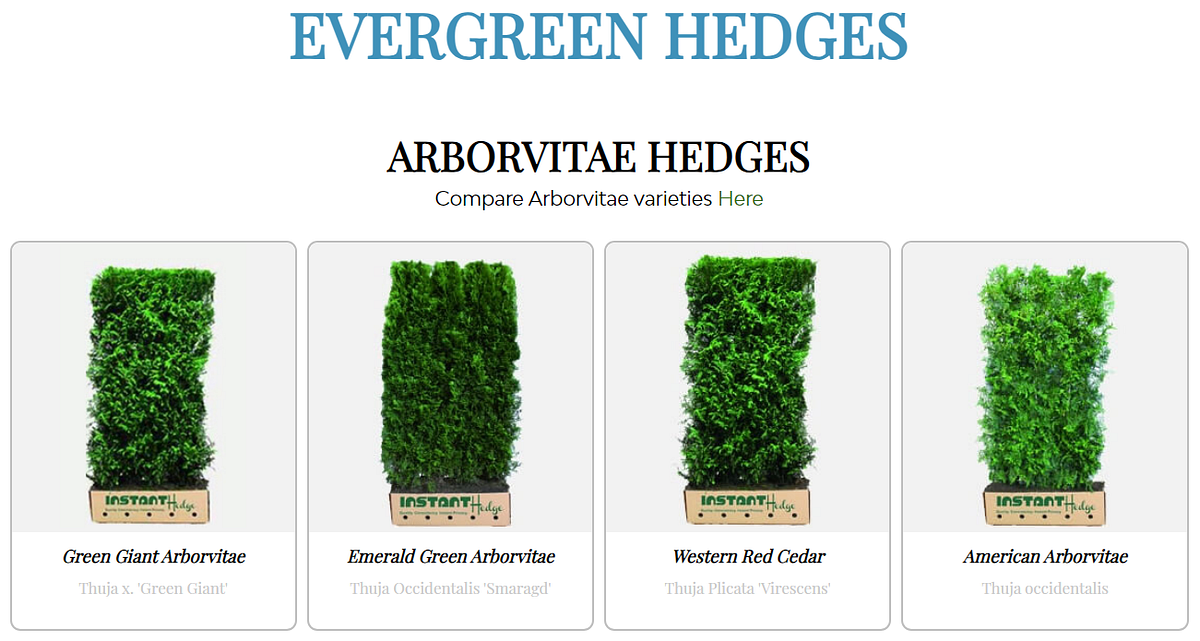 Perfect Hedges for Every Need: Evergreen, Deciduous, and Flowering ...