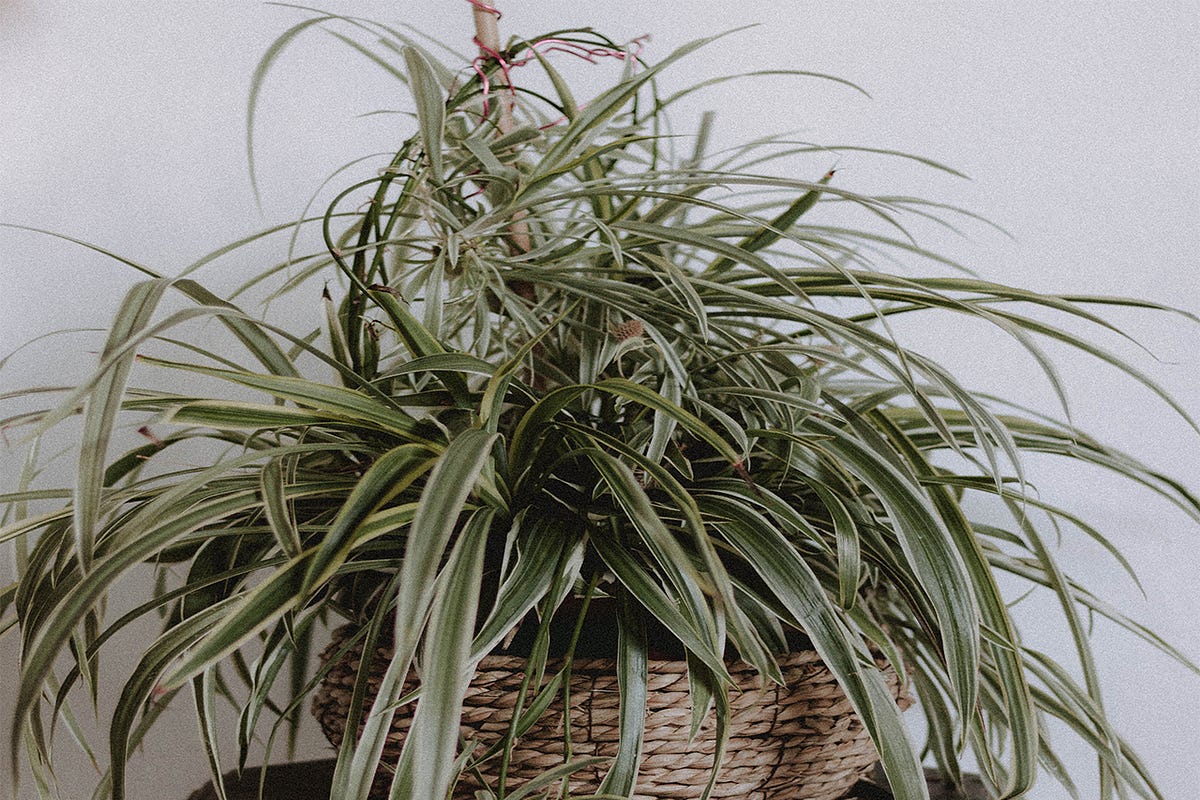 Spider Plant — All you need to know - The Gardening - Medium