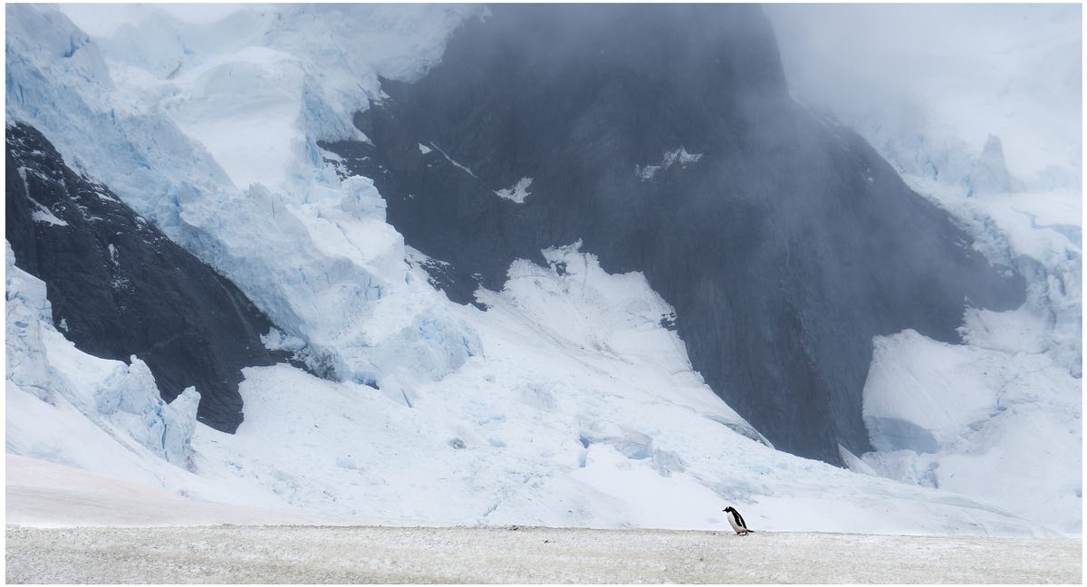The Antarctic Speaks Its Own Language | by LaShell Tinder | Middle ...