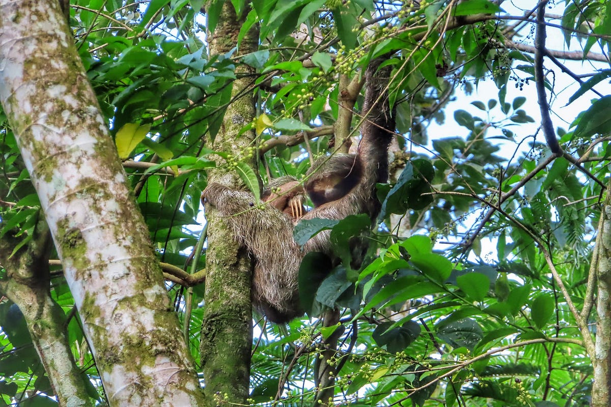 In Search of Sloths: A Costa Rican Adventure Through the Bogarin Trail ...