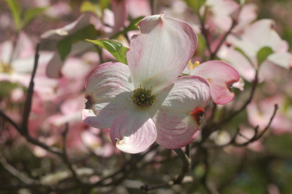 Day 175 –State Tree- Haibun Journey View From My Window | by Ada's ...