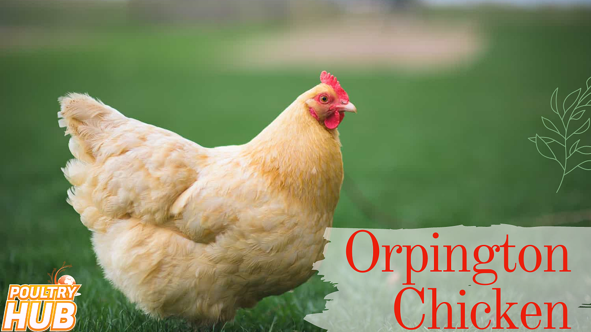 Orpington Chicken | All Facts About It | by Poultry Baba | Medium