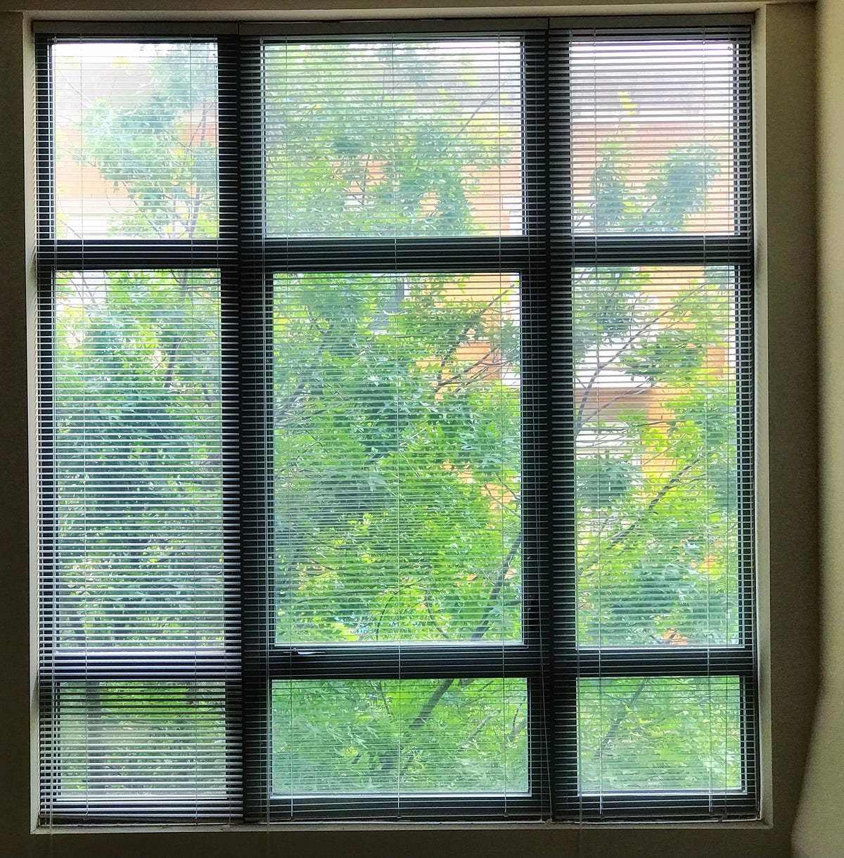 Grateful for the Tree Outside My Window | by Nancy Blackman, MASF ...
