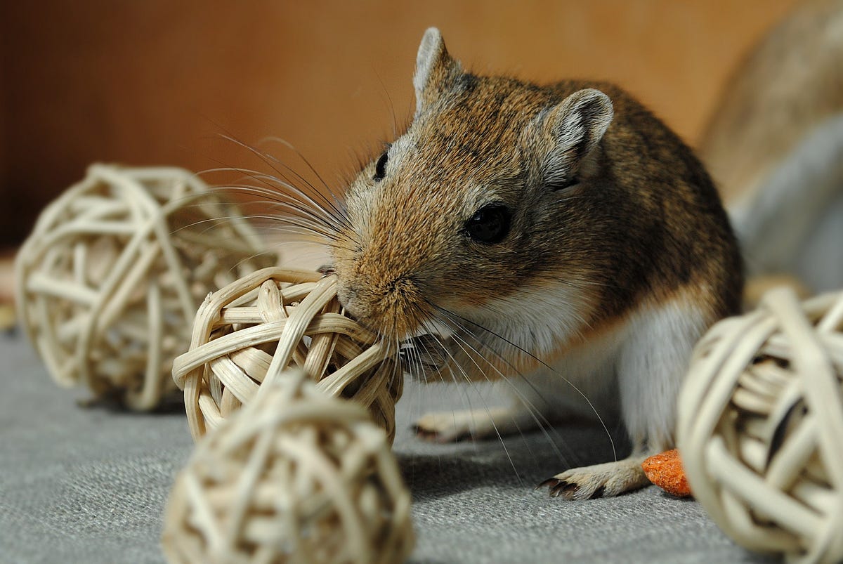A Guide For Responsible Gerbil Owners | by Hershko | Medium