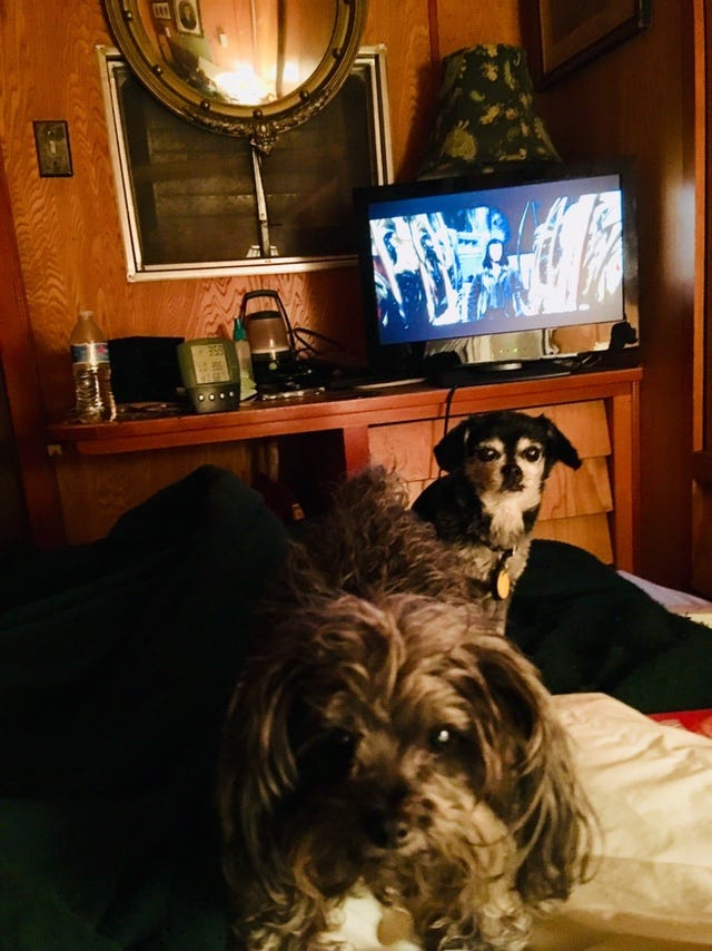 Dinki and Tanki Poo say : thank You…… | by kurt gasbarra | Medium