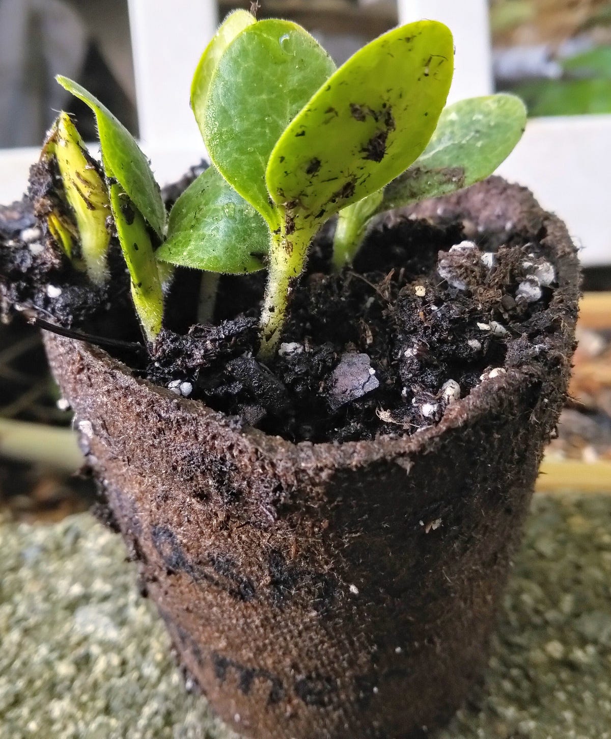 (Part 2) The process of planting the jiffy pots in your summer garden ...