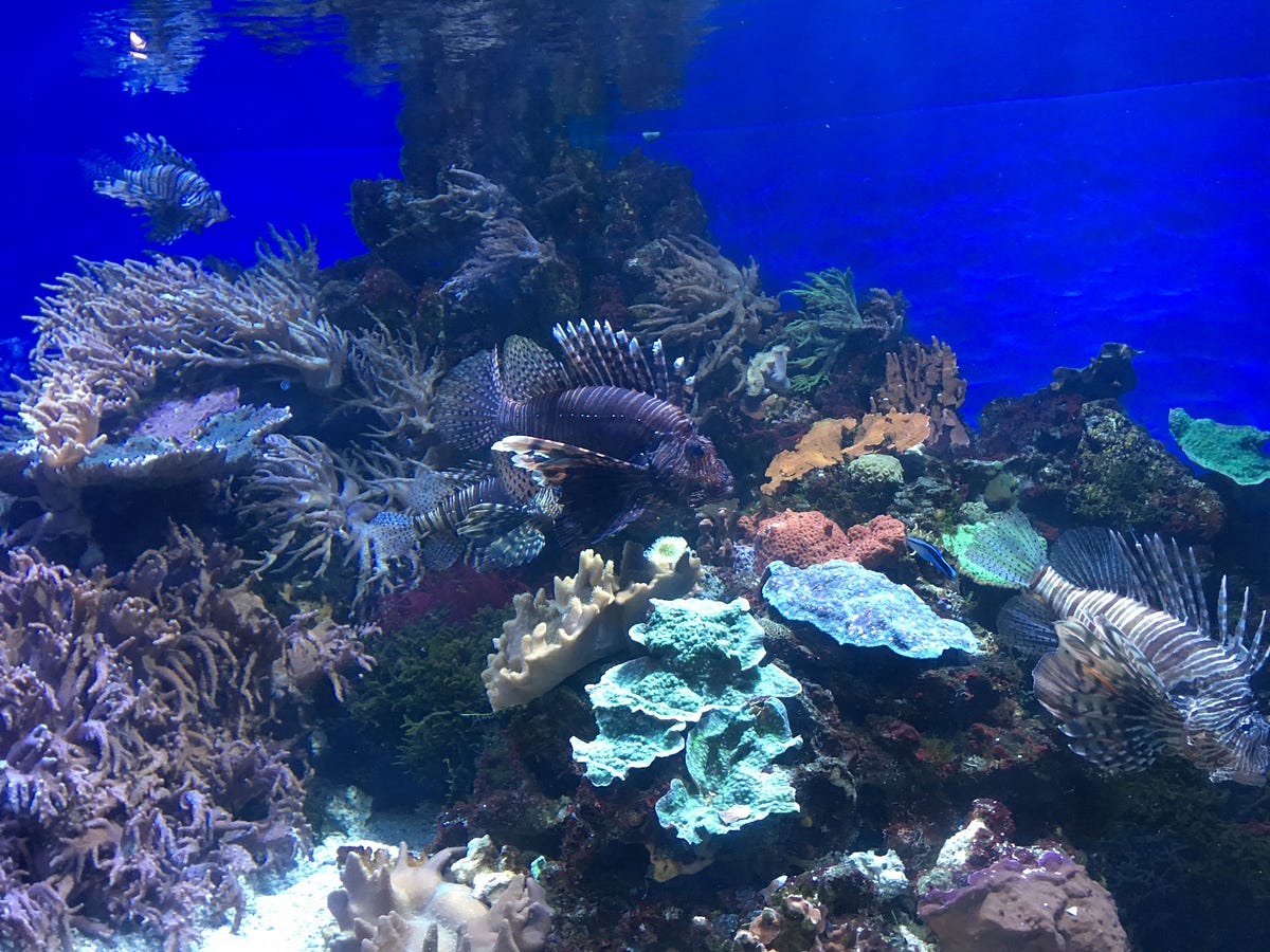 The Hidden World. Music is known for its mysterious… | by Thomas Lloyd ...