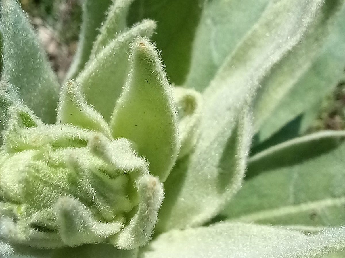 Discovering Mullein: A Common Yet Powerful Medicinal Plant | by Melanie ...