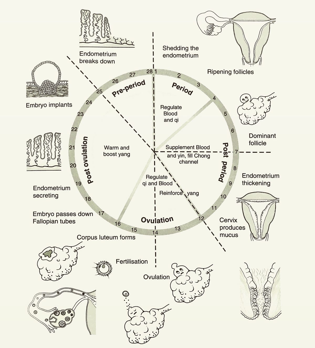 Chinese Medicine and the Female Menstrual Cycle | by Aidan Kaye | Medium