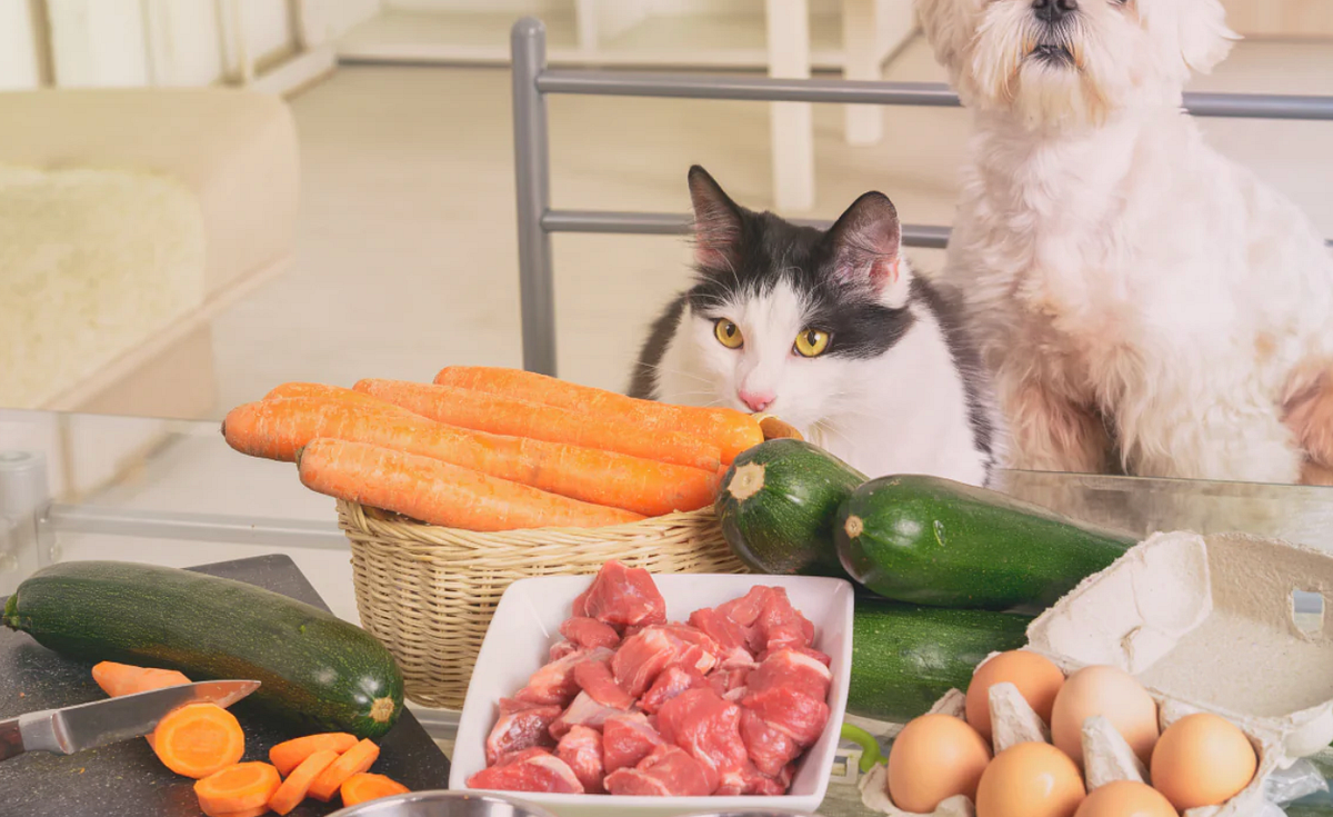 Healthy Habits for Your Furry Friends: Pet Health Essentials for ...