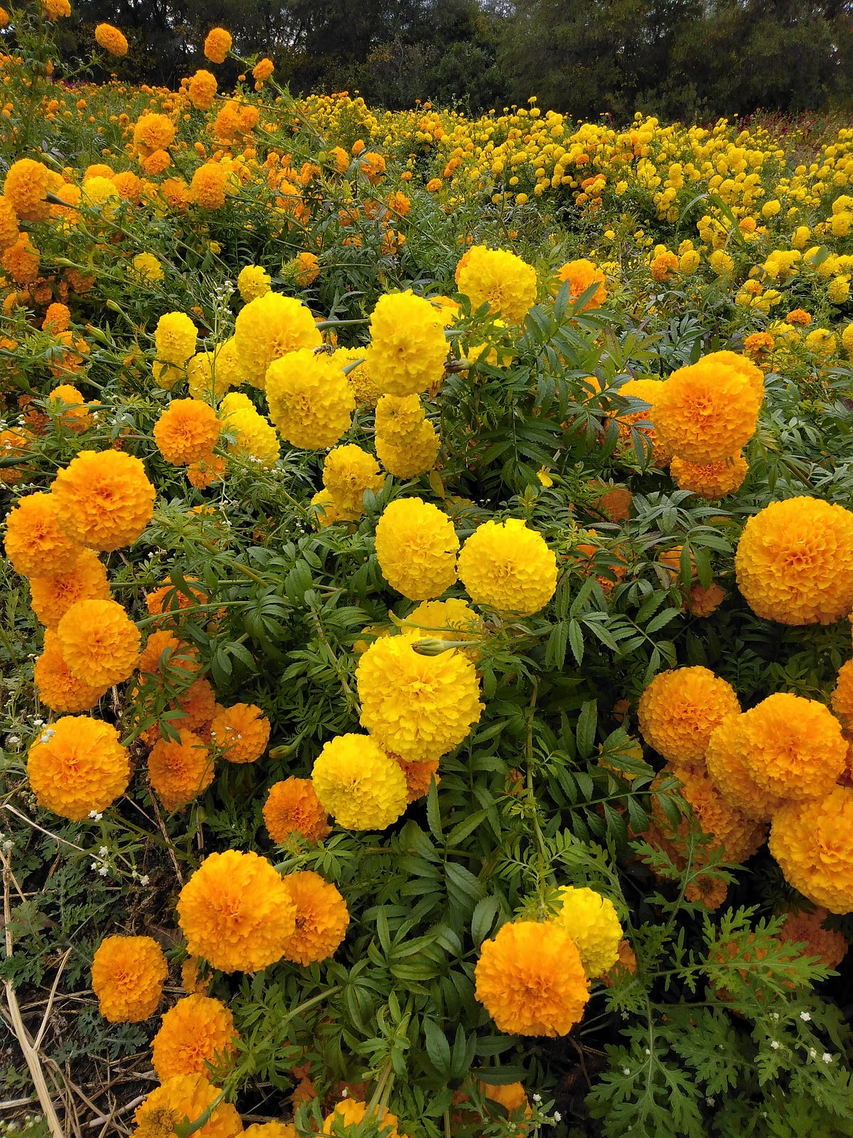 Marvelous Marigolds. Another visit to the local flower farm… | by R. du ...