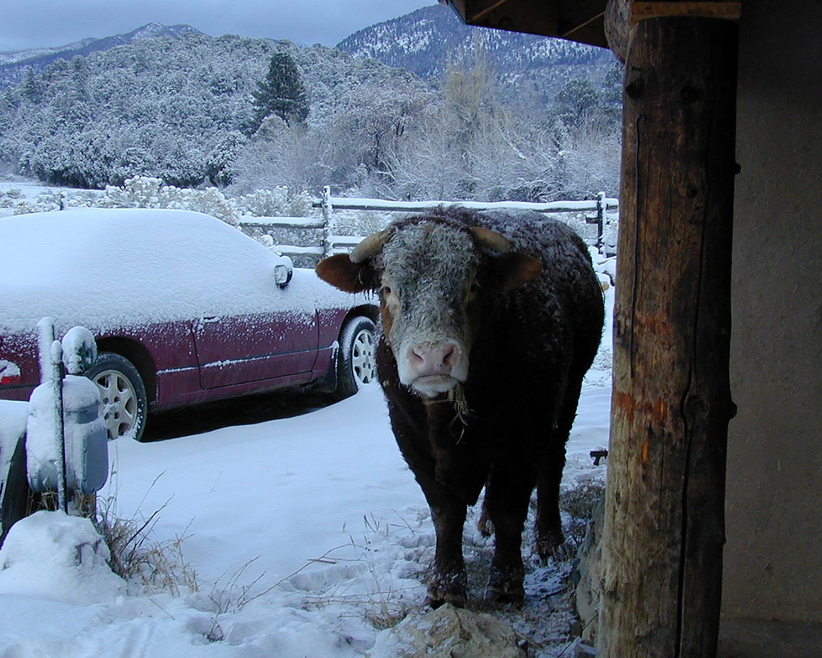 Original Buffalo. The Night is Always Young. At Least It… | by John ...