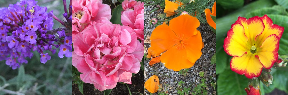 Python for exploring the Floral Reflectance Database (FReD) | by Nate ...