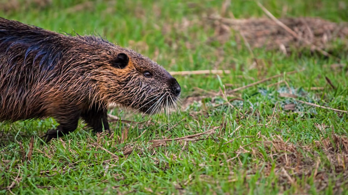 The Rodent That’s Devouring A Delta | by Edward Reichenbach | GREEN ...