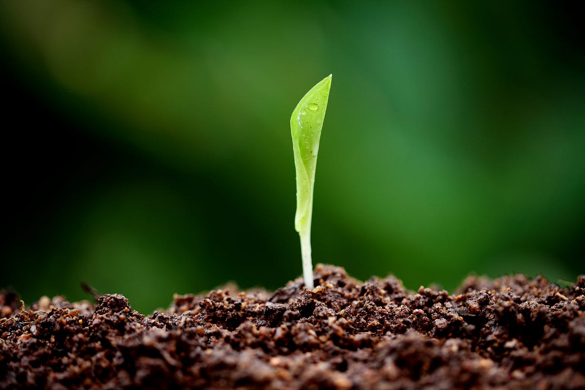 Planting Seeds of Happiness the Danish Way | by Malene Rydahl | Thrive ...