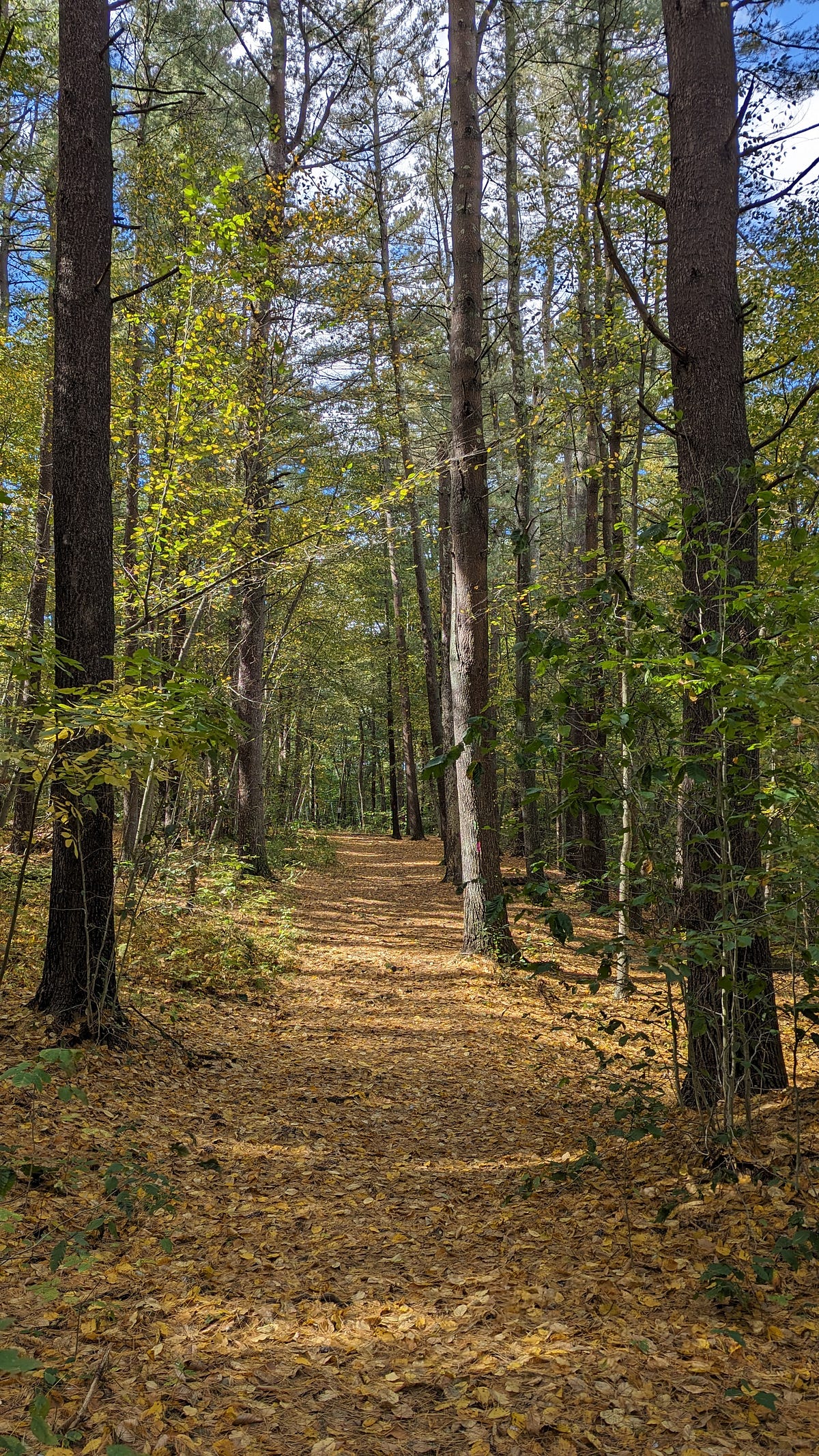 A Fall Walk on a New England Trail | SNAPSHOTS