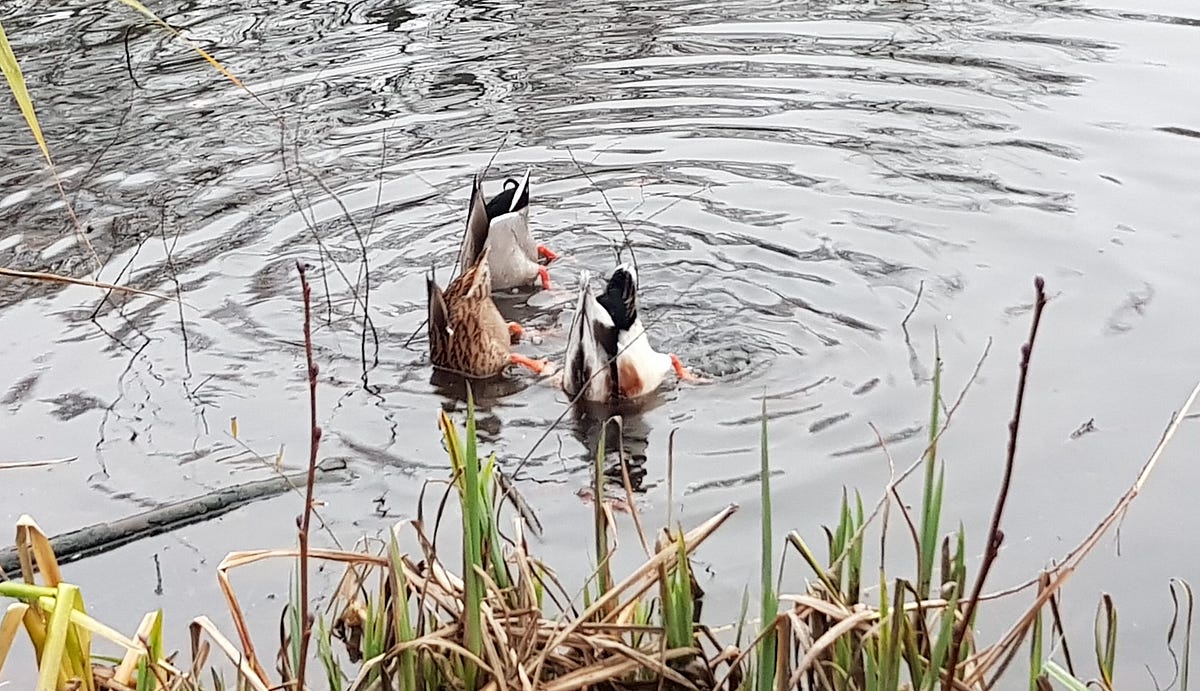 Bottoms Up!. Ducks feeding upside down in the water | by Ella Read | Medium