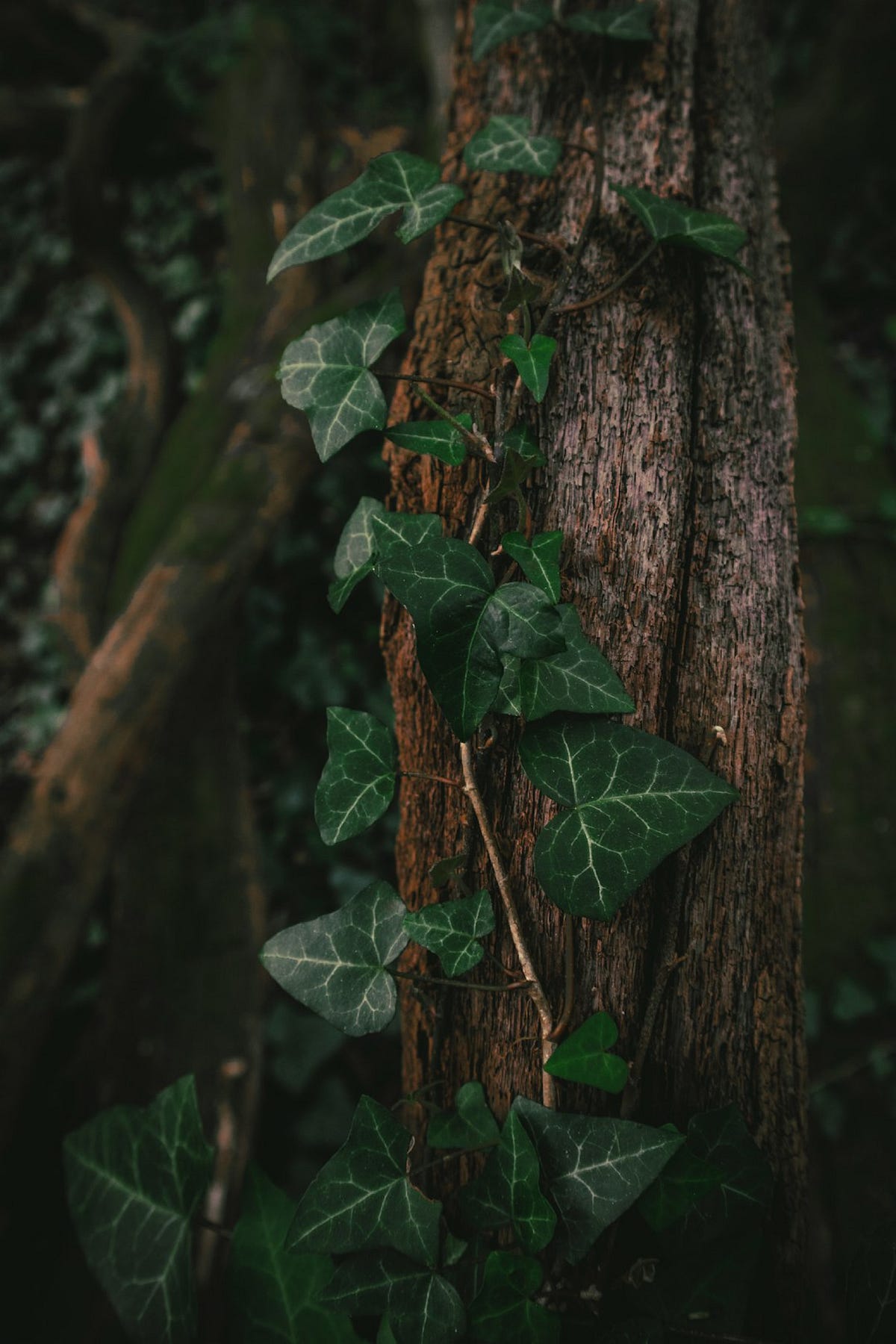 Ivy (2024) - Didi Taylor - Medium