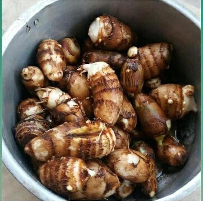 Bibit Talas Jepang K0I Tanaman Satoimo Garut Terbaik | by yuni kamboja ...