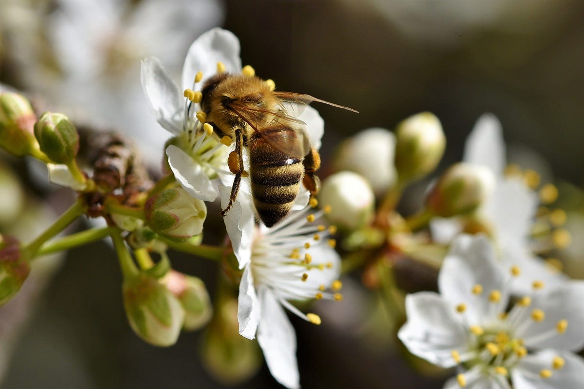 Bee of Honey Haiku. What nature creates remains forever | by Pierre ...
