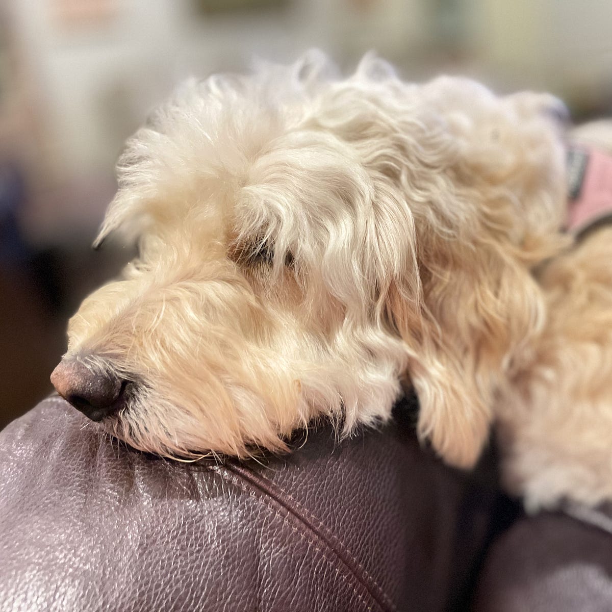 Doodles are Dandy - Six Word Photo Story Challenge - Medium