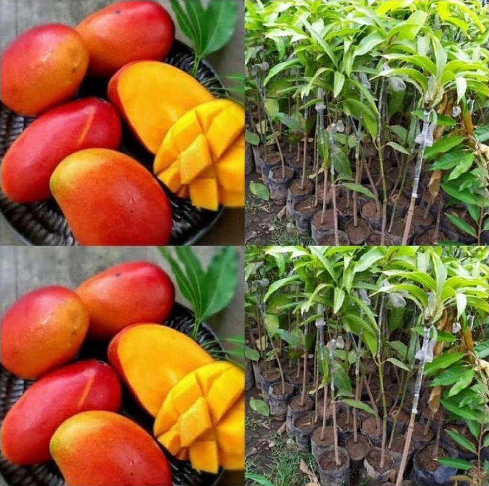 Bibit Mangga Garifta Merah Tanaman Karawang Terlengkap | by Pusat Bibit ...