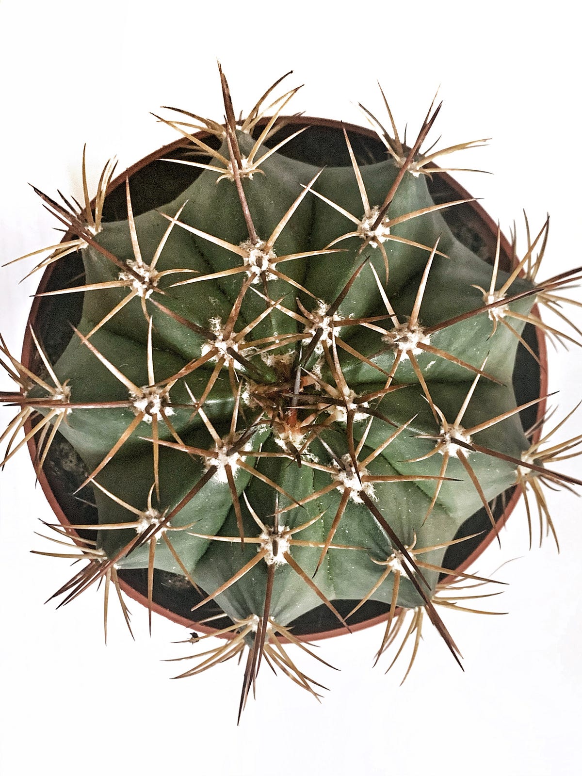 A Psychedelic Cactus Could be an Answer to Depression and Anxiety | by ...