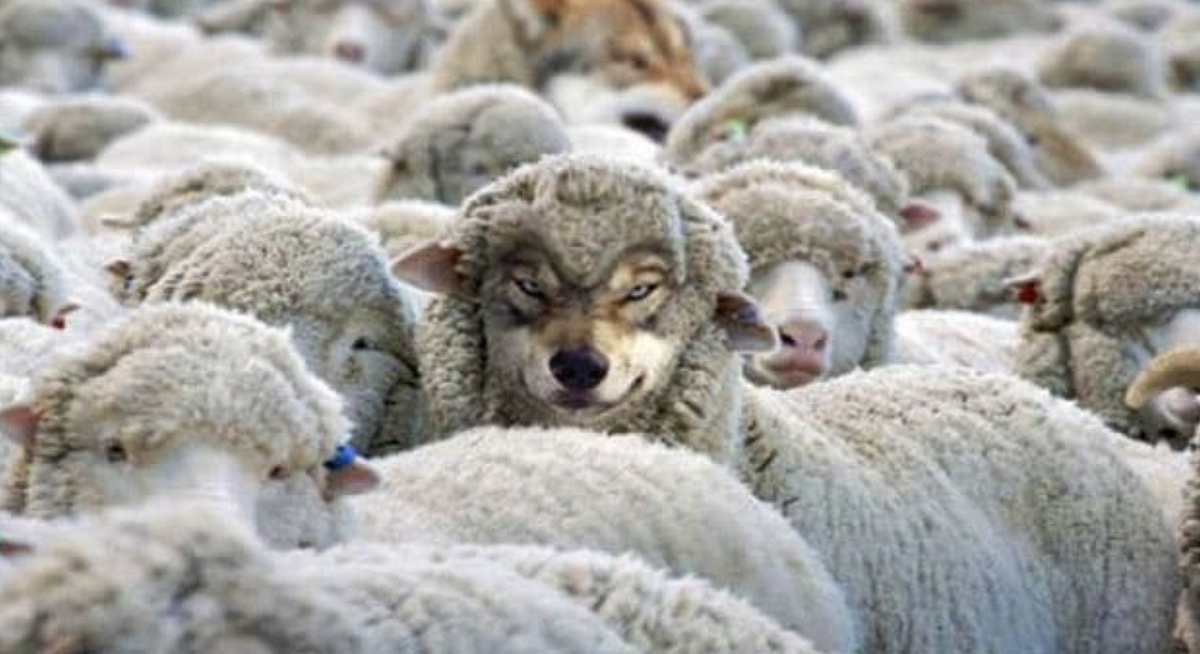 Lying, Cheating & Half Truths — The Second Cut | by Grey Swan Guild ...