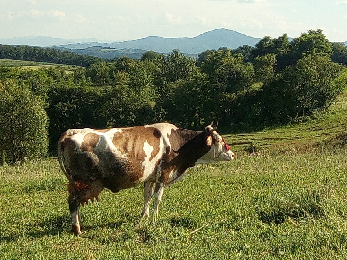 Cow Milk vs Goat Milk:. A Comprehensive Comparison | by Off-Grid ...