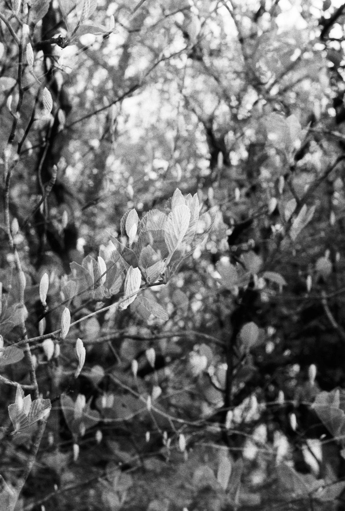 Peace is…. Nature haiku | by Dee Lister | Q Street Poetry | Jul, 2023 ...