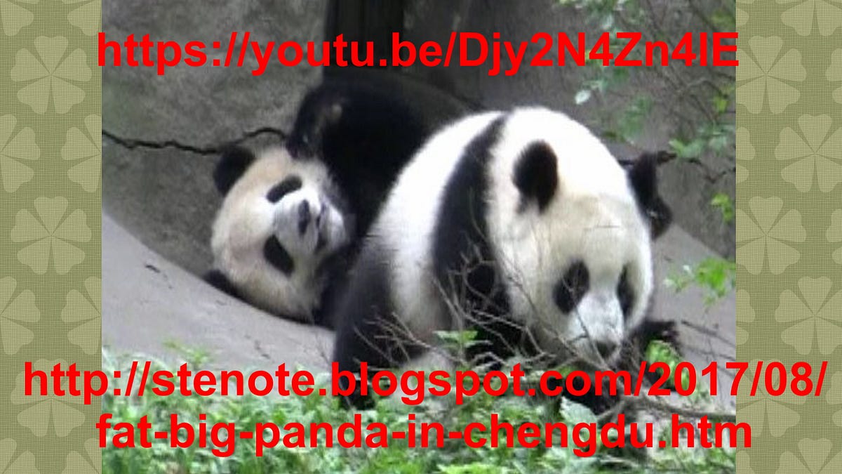 Panda Gemuk Besar di Chengdu. Konon, seorang paderi Perancis… | by ...