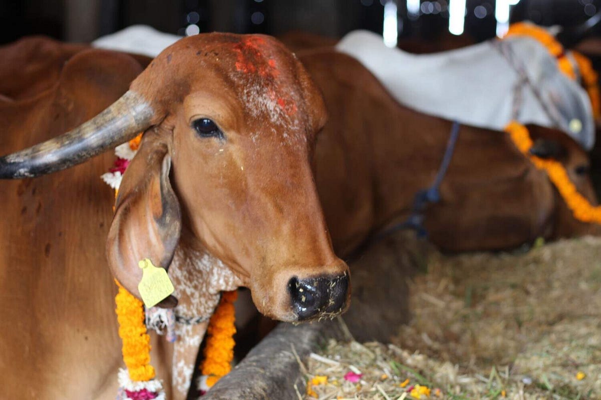Embracing Spiritual Fulfillment: The Essence of Gau Daan at Shree ...