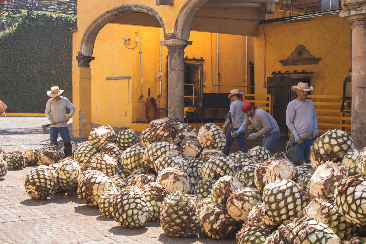 We had the opportunity to go to Tequila town in Jalisco, Mexico. | by ...