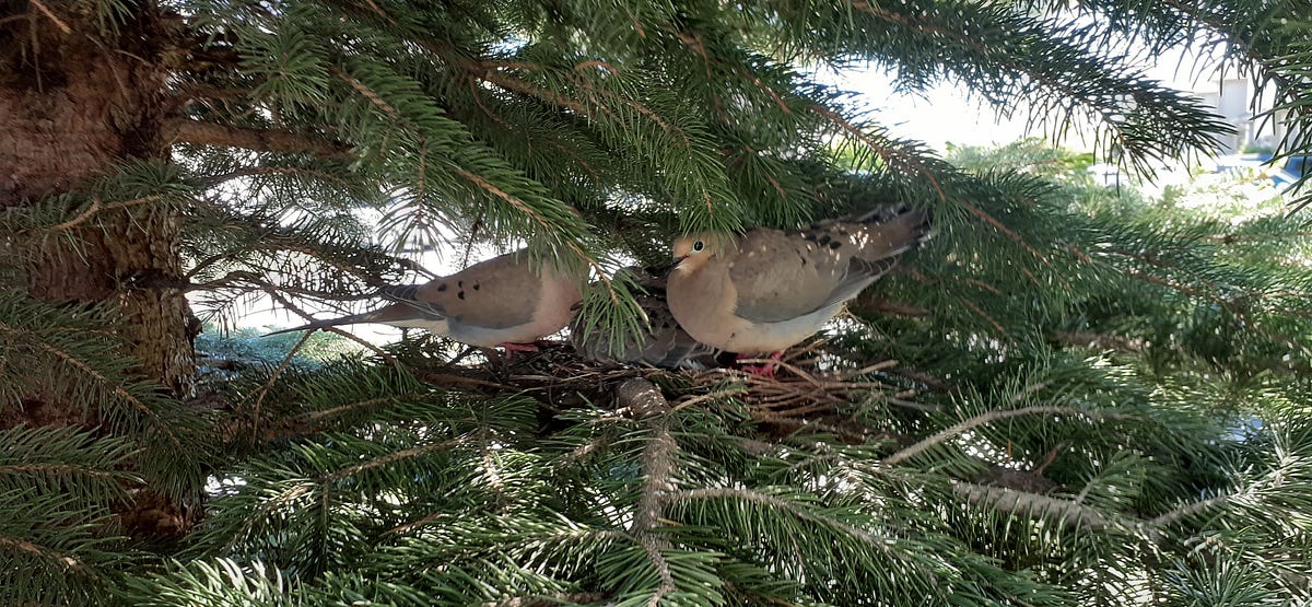 The Pigeon Parents: Lessons in Parenting, Retirement, and Letting Go ...