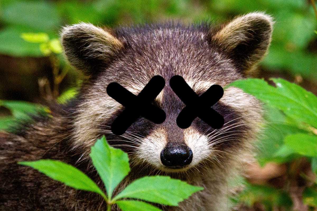 Everything I Learned in Business I Learned from This Dead Raccoon* | by ...