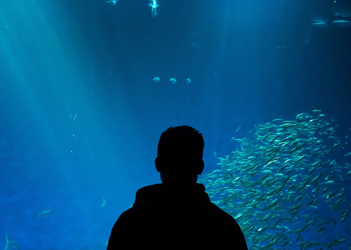 So you think fish can’t speak?. Data fish: a conversation manual | by ...