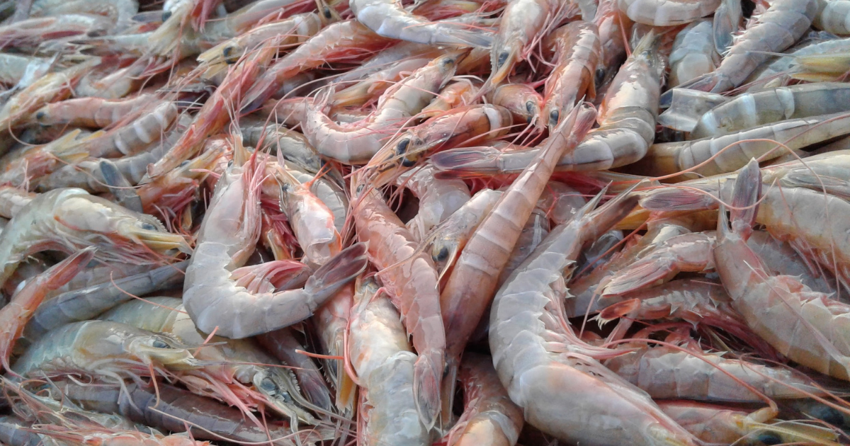 Sustainable Shrimp Farming: A Deep Dive into Eco-Friendly Techniques | by Md Faiyaz | Oct, 2023 ...