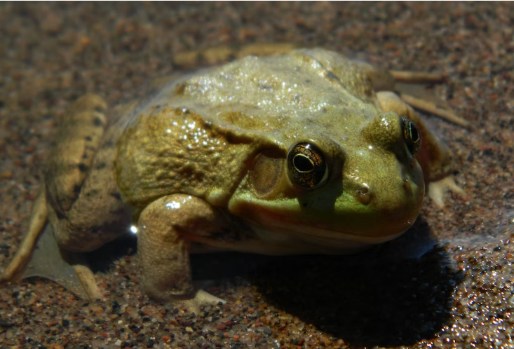 Windham Frog Fight Of 1754