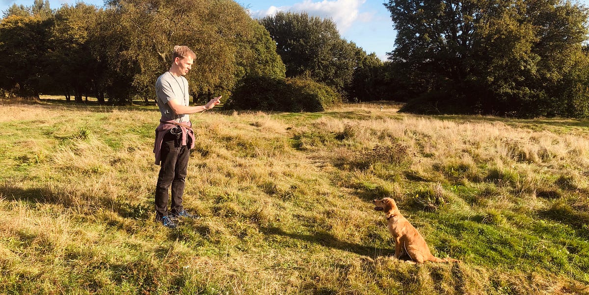 6 content design principles that apply to puppy training | by Tom ...