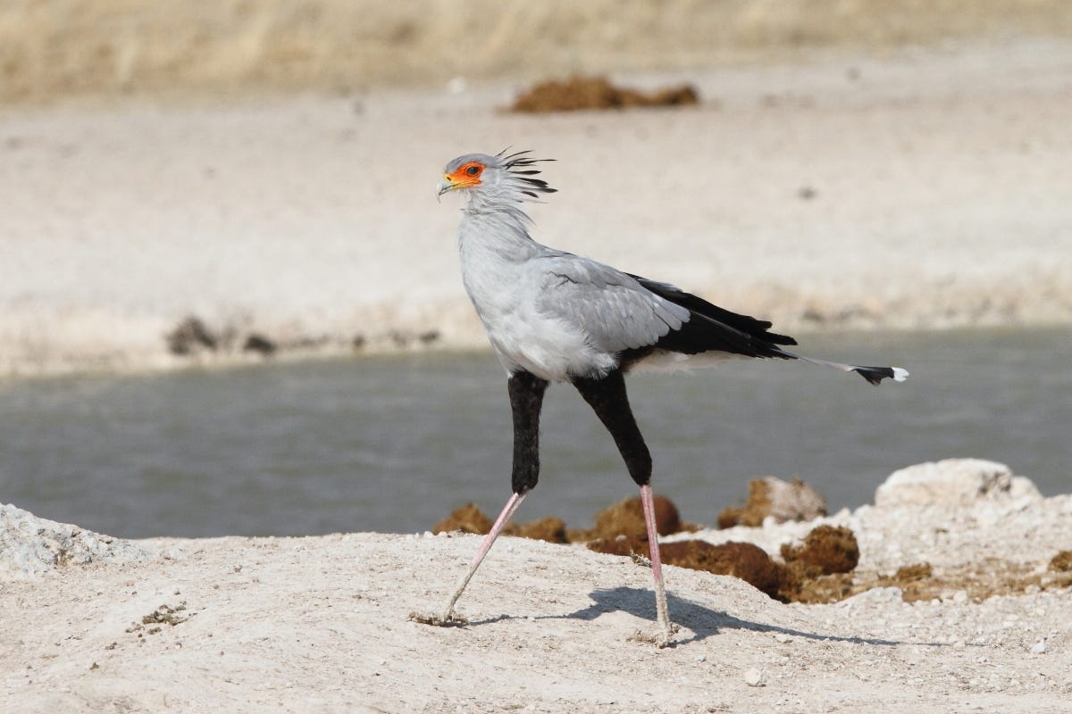 African Birding: Best Bird Watching Tours & Destinations | by The ...