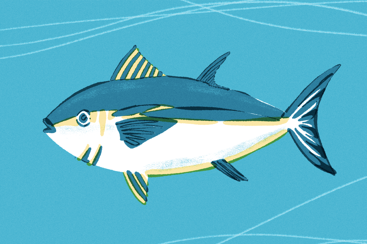 The Incredible World of Tuna: More Than Just a Sandwich Filling! | by ...